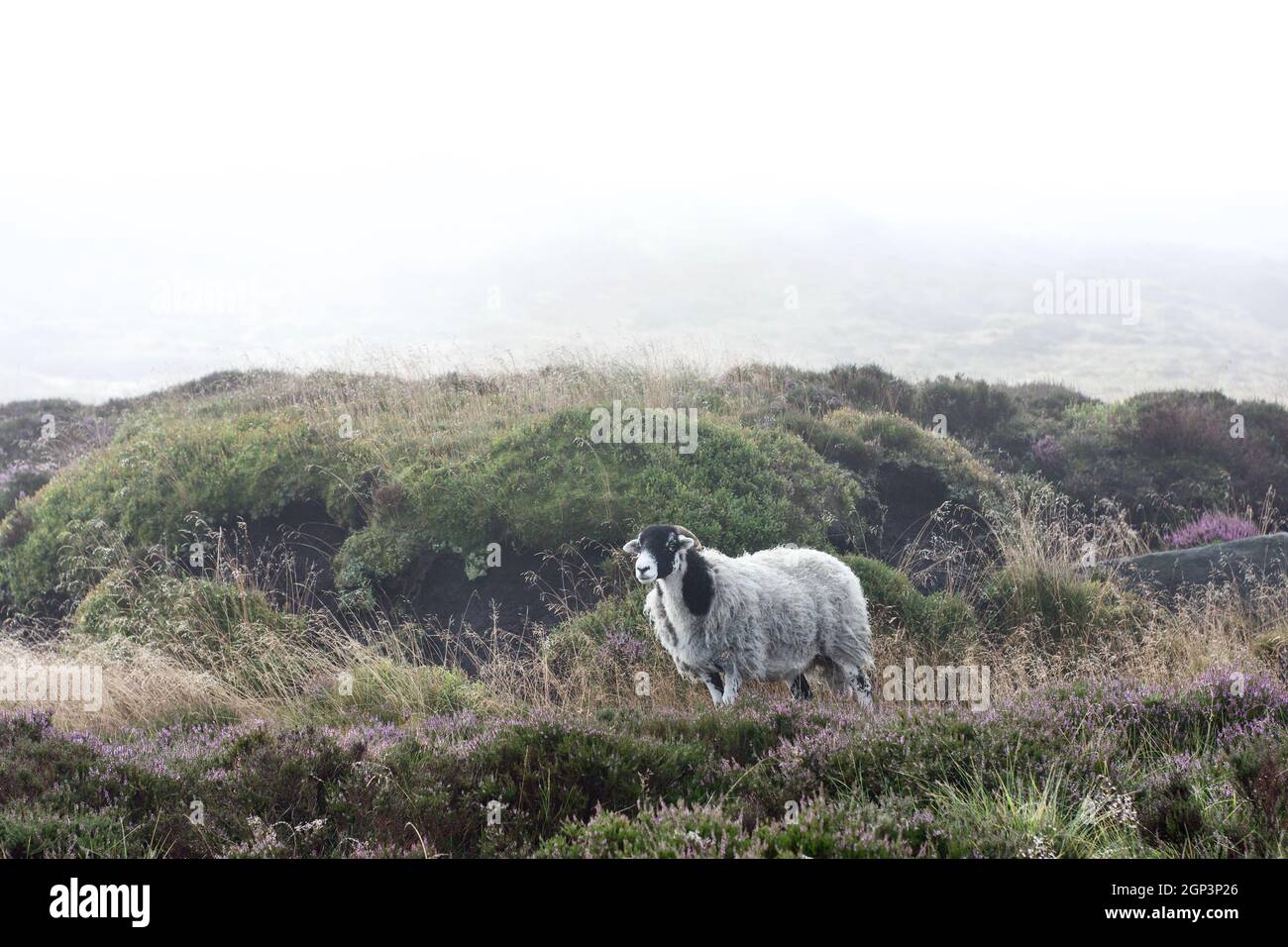 Lone ram sheep in the moorland of the Peak District National Park ...
