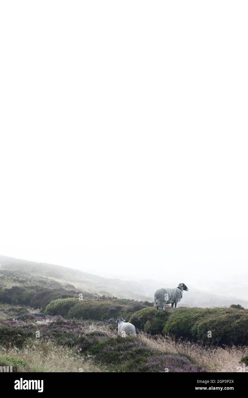 Sheep in the moorland of the Peak District National Park, Derbyshire ...