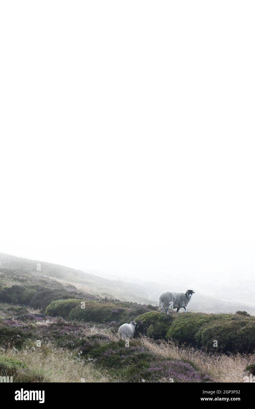 Sheep in the moorland of the Peak District National Park, Derbyshire ...