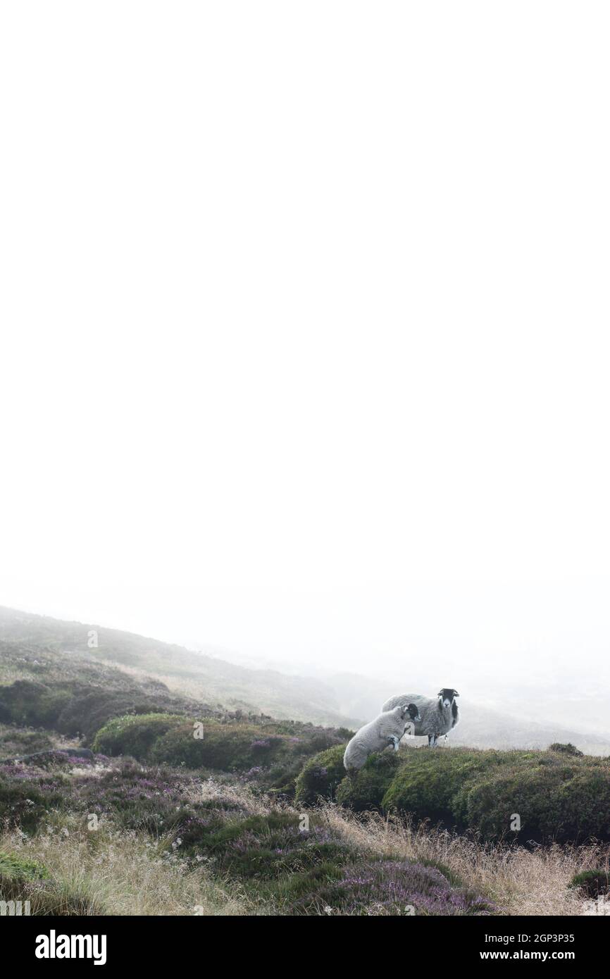 Sheep in the moorland of the Peak District National Park, Derbyshire ...