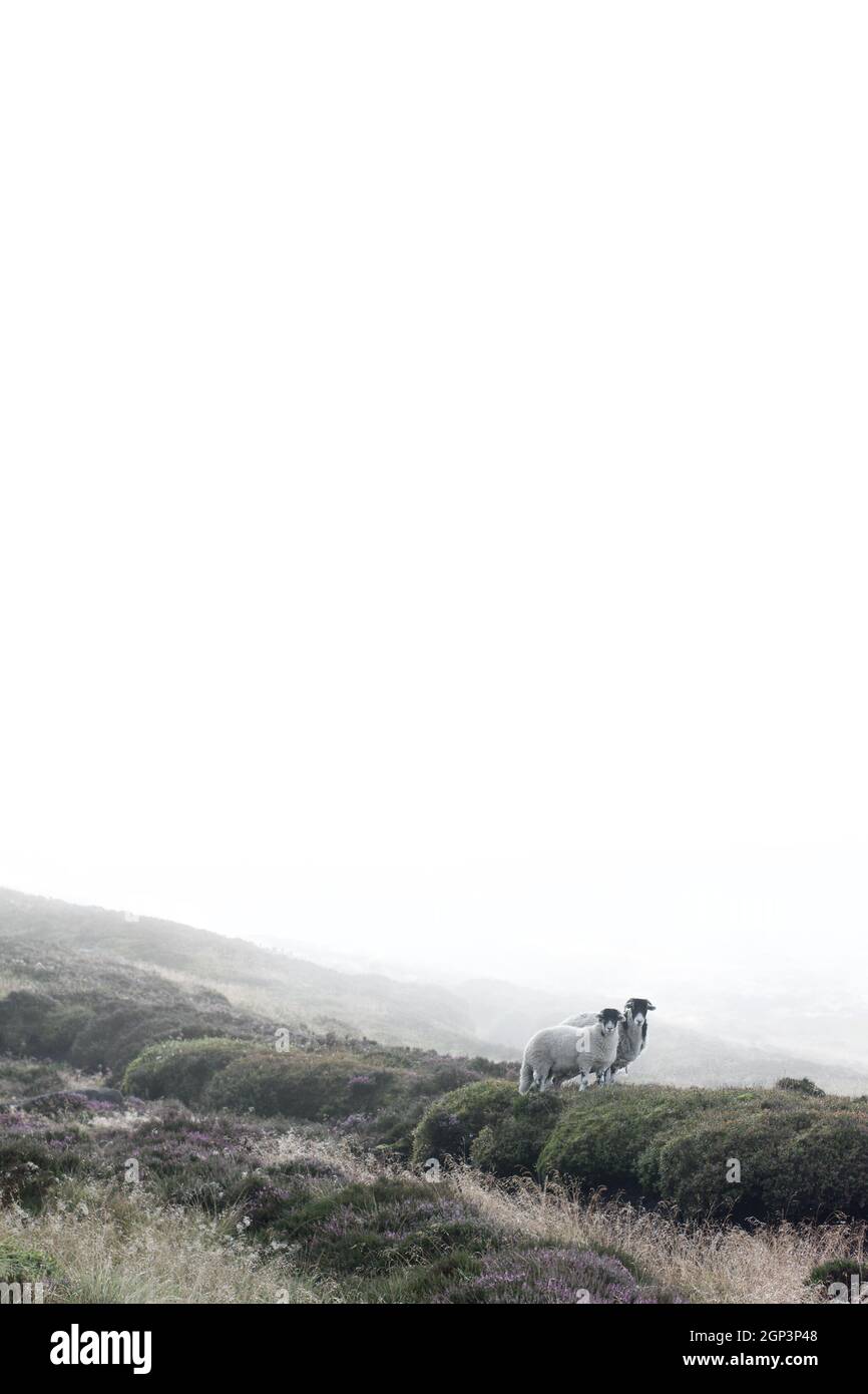 Sheep in the moorland of the Peak District National Park, Derbyshire ...