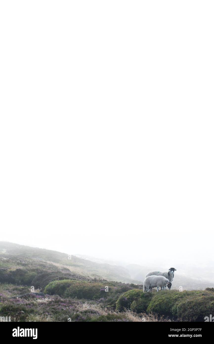Sheep in the moorland of the Peak District National Park, Derbyshire ...