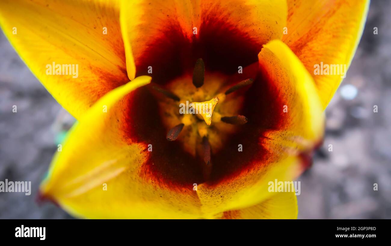 Tulip seeds hi-res stock photography and images - Alamy