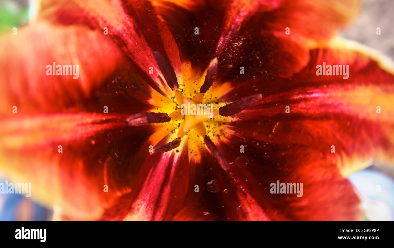 Tulip seeds hi-res stock photography and images - Alamy