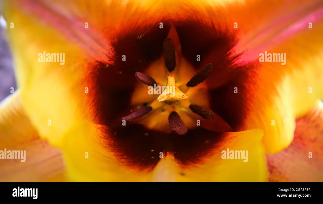 Tulip seeds hi-res stock photography and images - Alamy
