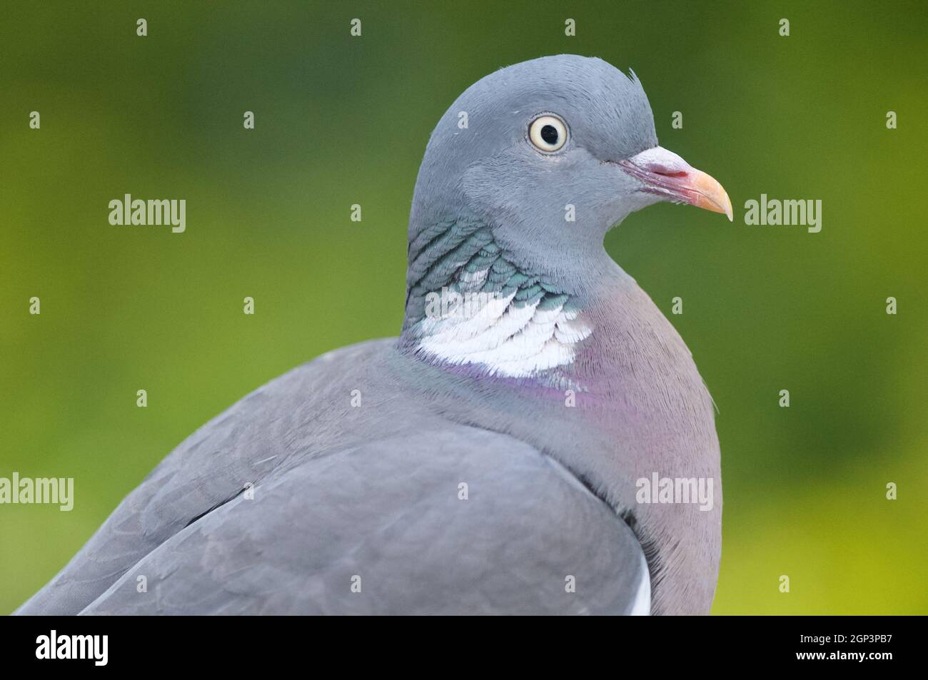 Close-up portrait of a Common Wood Pigeon in England, UK. Face portrait ...