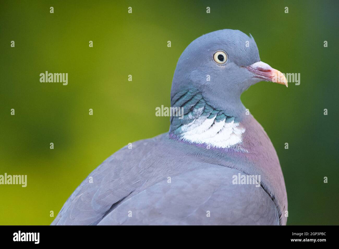Pigeon portraits hi-res stock photography and images - Alamy