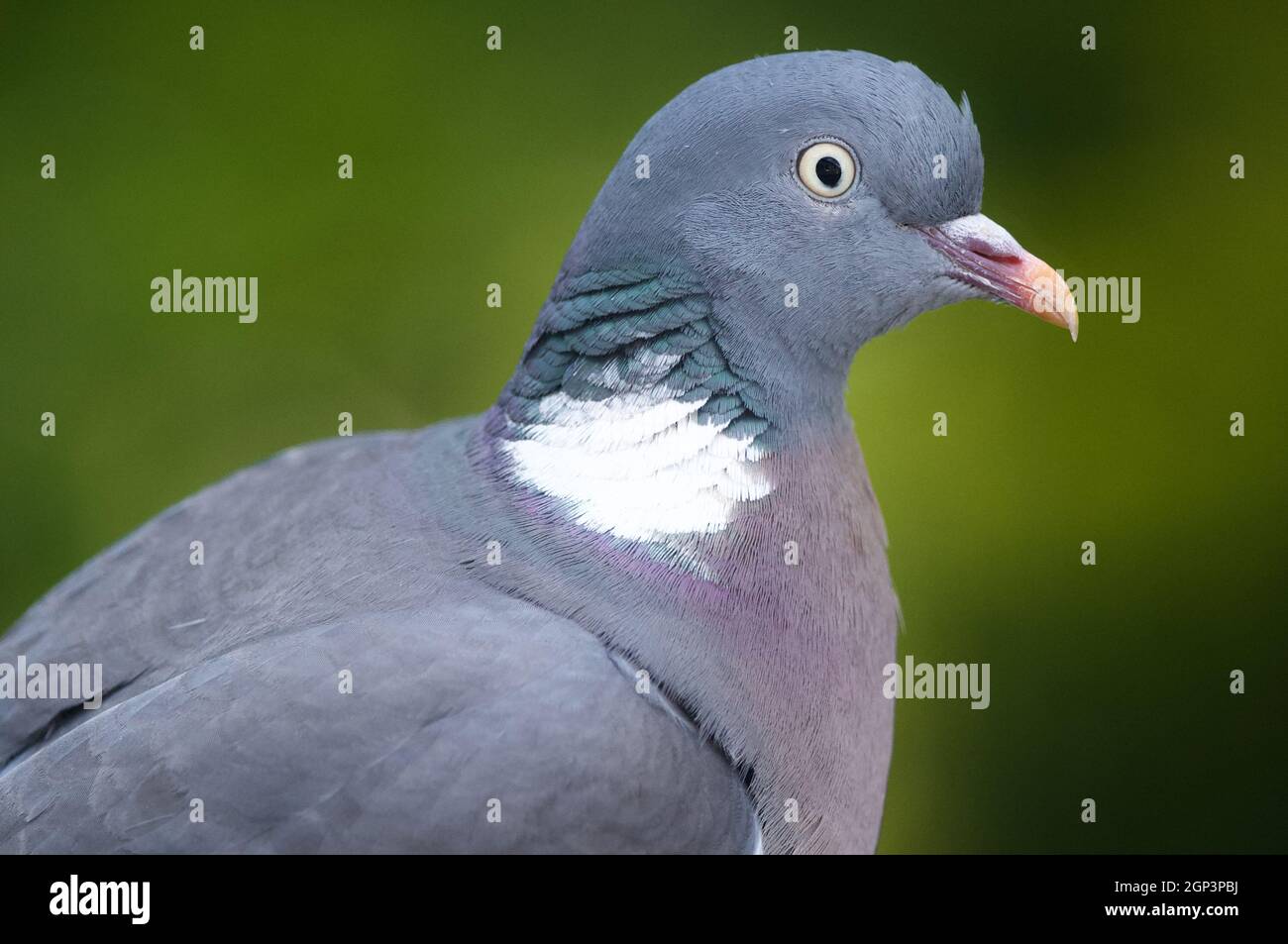 Portraits portrait face faces hi-res stock photography and images - Alamy