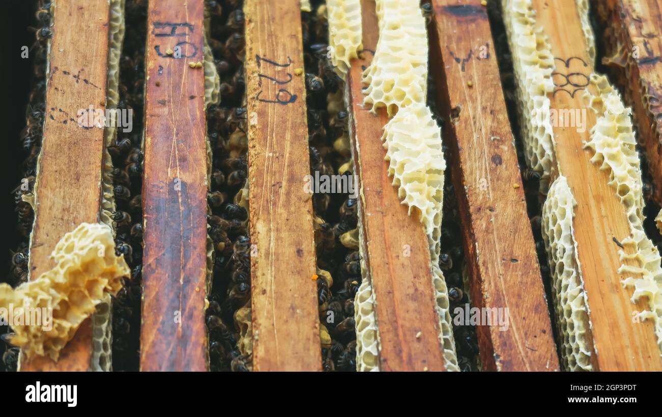 Close up of honeycomb frames in a beehive with numbers Stock Photo - Alamy