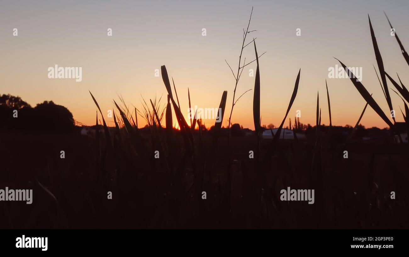 Backlit plants and houses at the sunset Stock Photo - Alamy