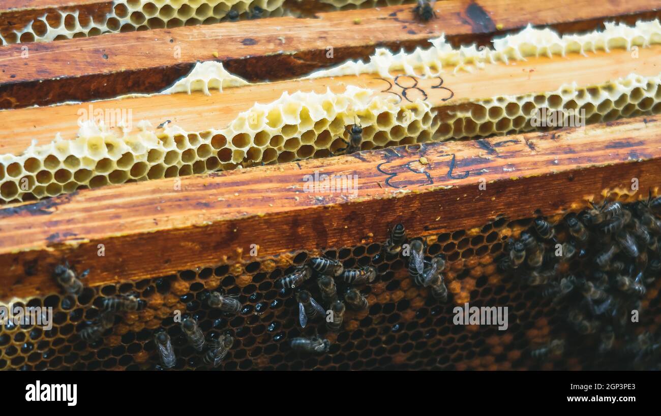 Close up of honeycomb frames in a beehive with numbers Stock Photo - Alamy