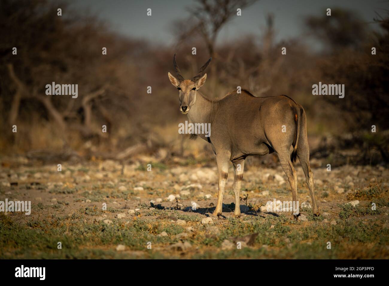 Turning towards camera hi-res stock photography and images - Alamy