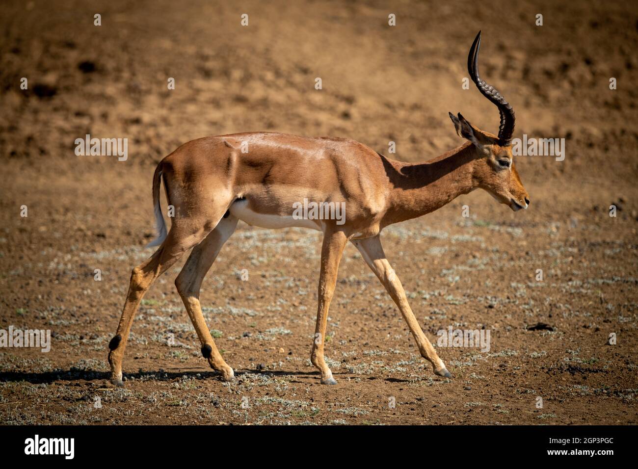 Male common impala walks with bowed head Stock Photo - Alamy
