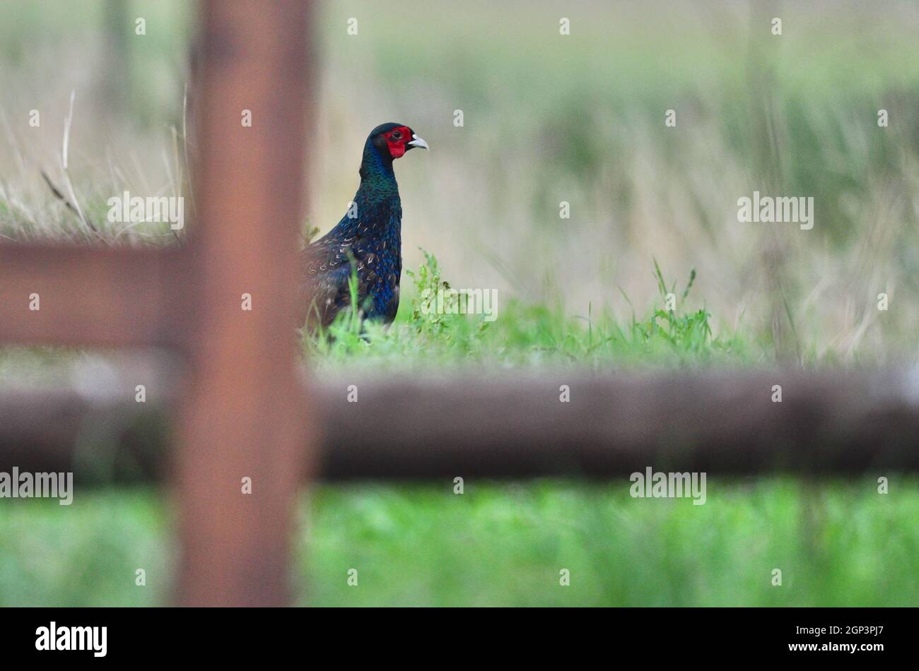 Wild mutant common pheasant, black pheasant in the UK. The black ...