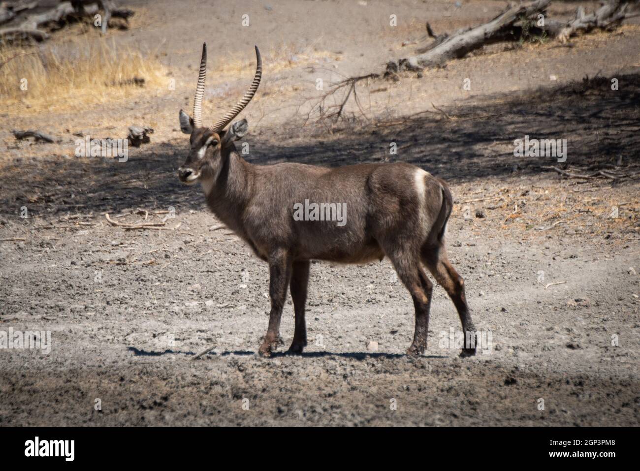 Male common waterbuck stands turning to camera Stock Photo - Alamy