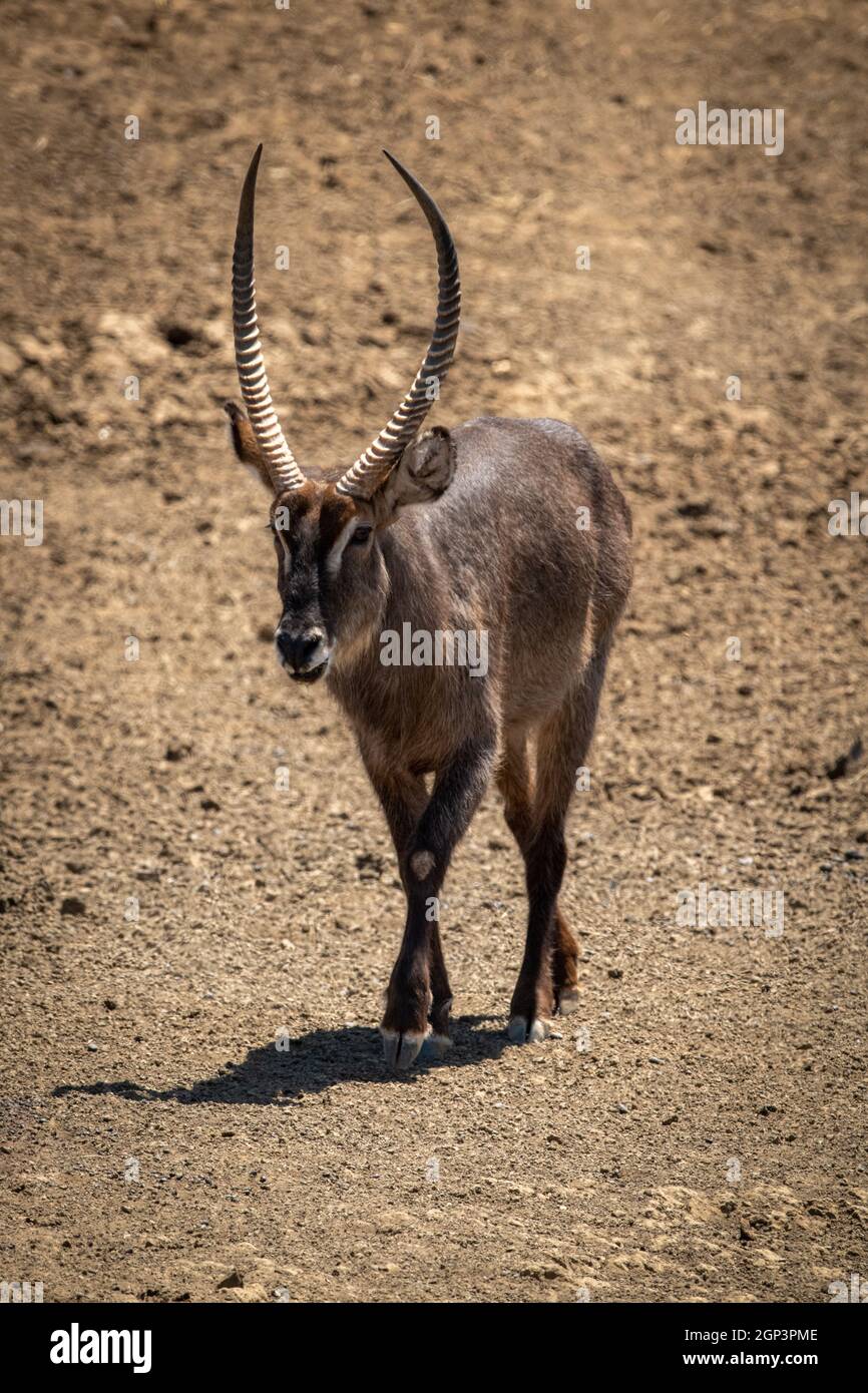 Male common waterbuck walking over rocky ground Stock Photo - Alamy