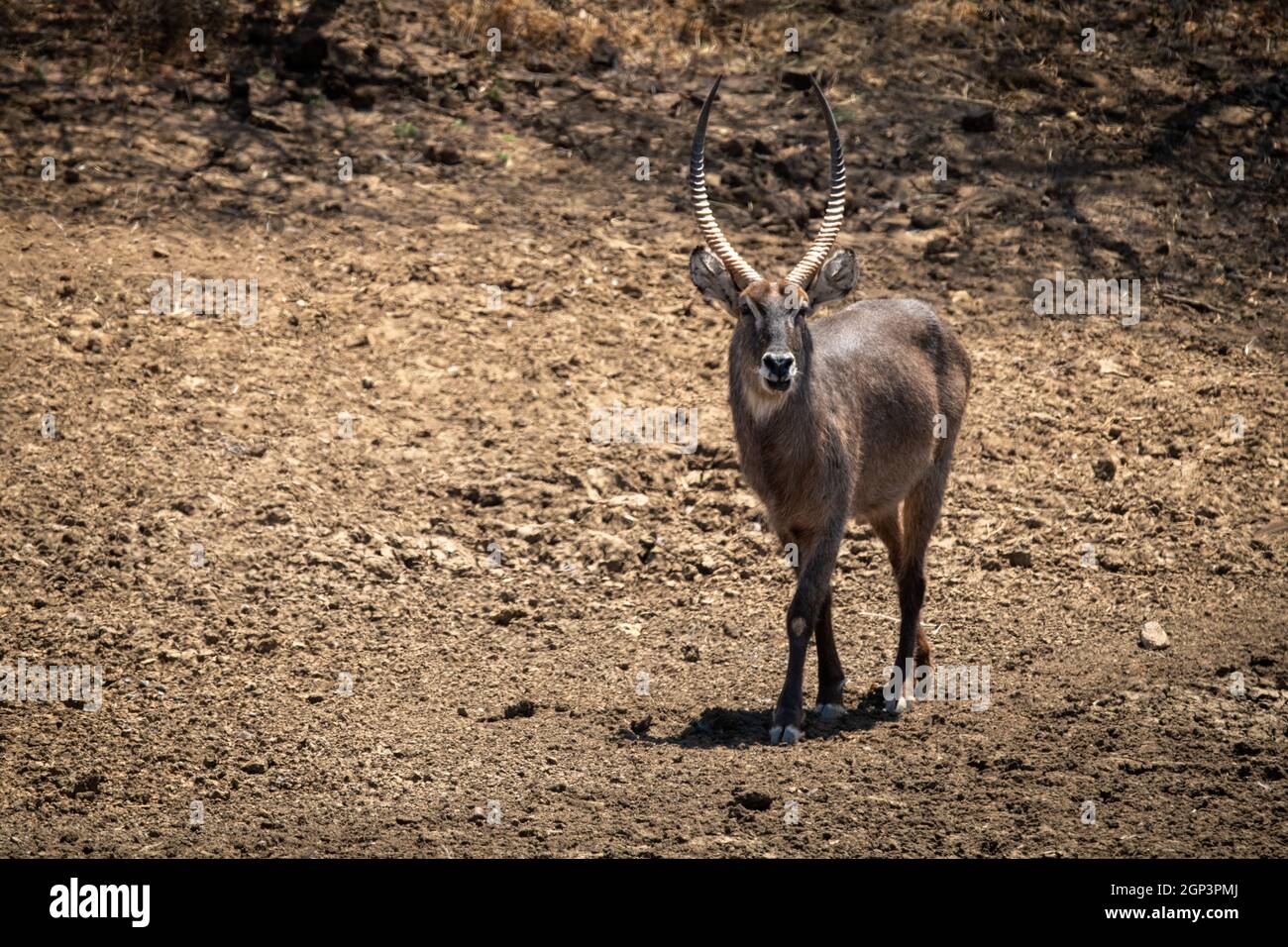 Male common waterbuck walking across rocky ground Stock Photo - Alamy