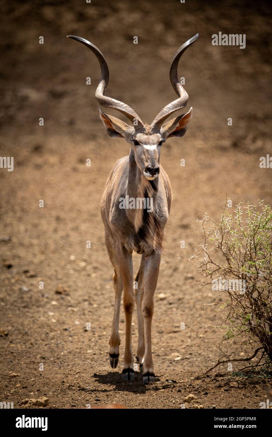 Male greater kudu crosses earth towards camera Stock Photo - Alamy