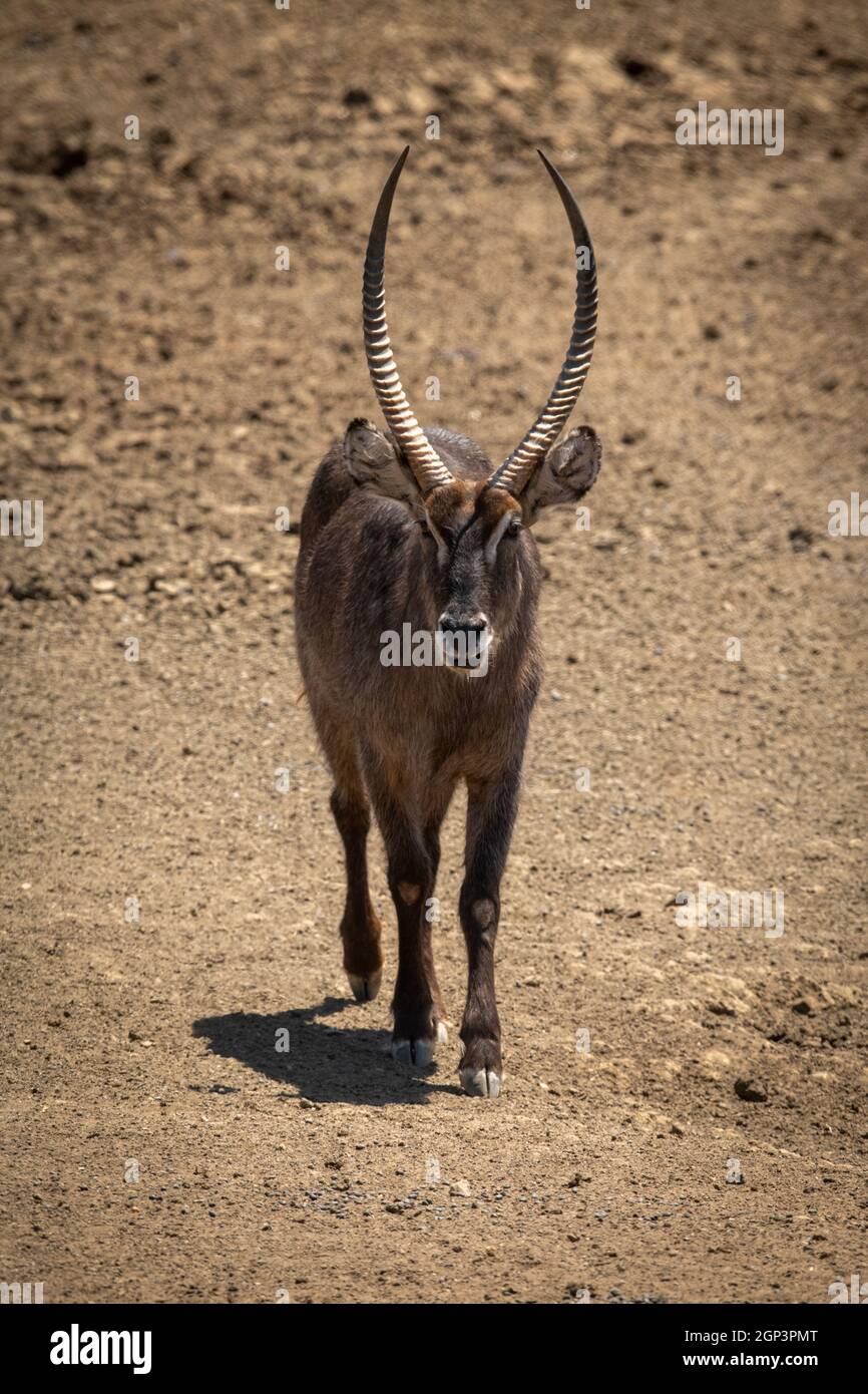 Male common waterbuck walks over rocky ground Stock Photo - Alamy