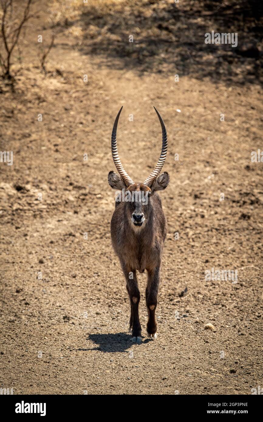 Male common waterbuck walks down stony slope Stock Photo - Alamy