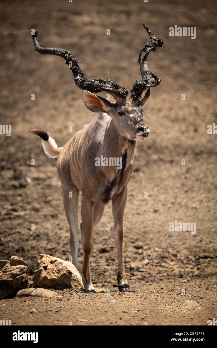 Of small kudu hi-res stock photography and images - Alamy