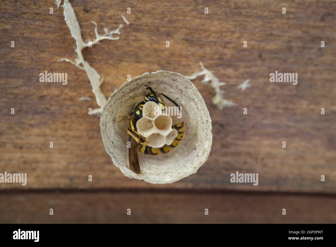 Wasps nest queen hi-res stock photography and images - Alamy