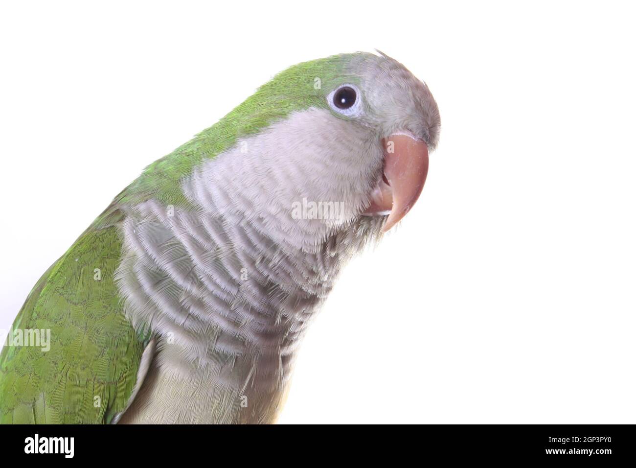Quaker Parrot Isolated on White Background Stock Photo - Alamy