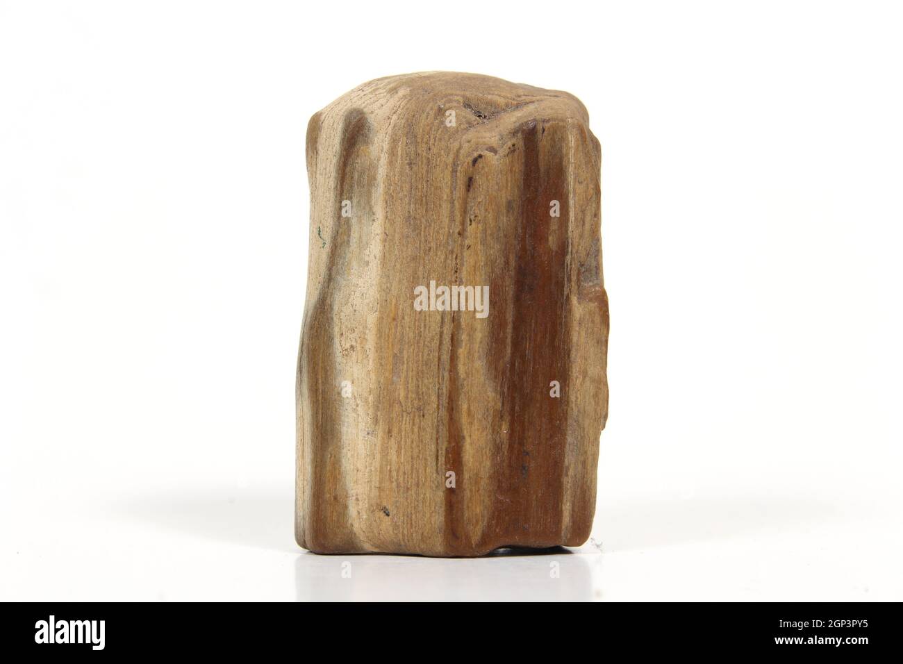 Petrified Wood Specimen on White Background Stock Photo - Alamy