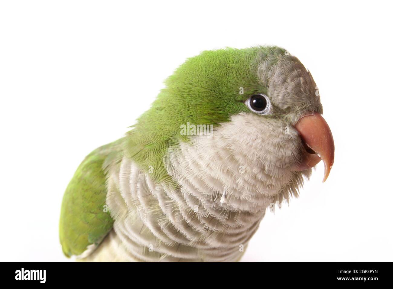 Quaker Parrot Isolated on White Background Stock Photo - Alamy