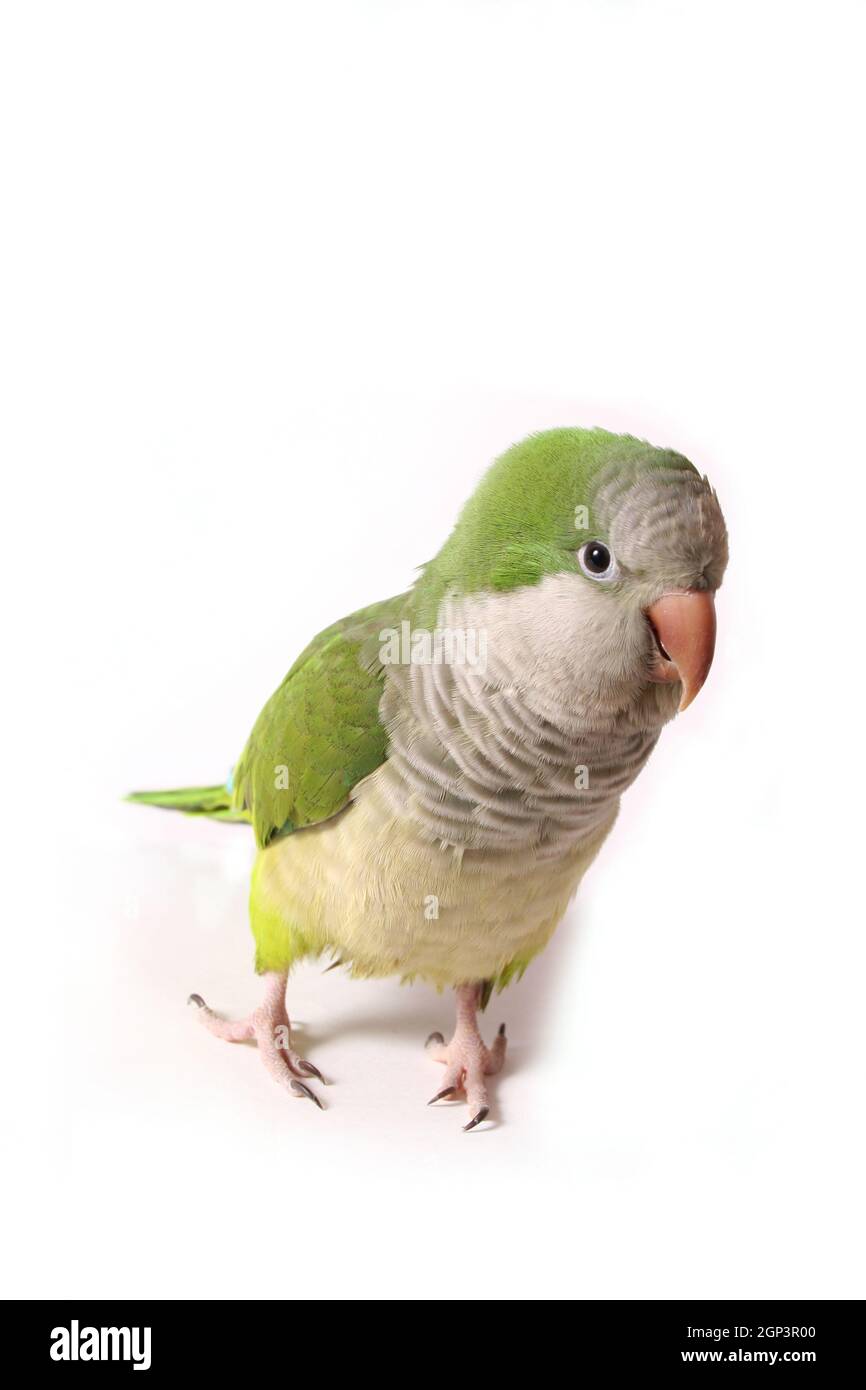 Quaker Parrot Isolated on White Background Stock Photo - Alamy