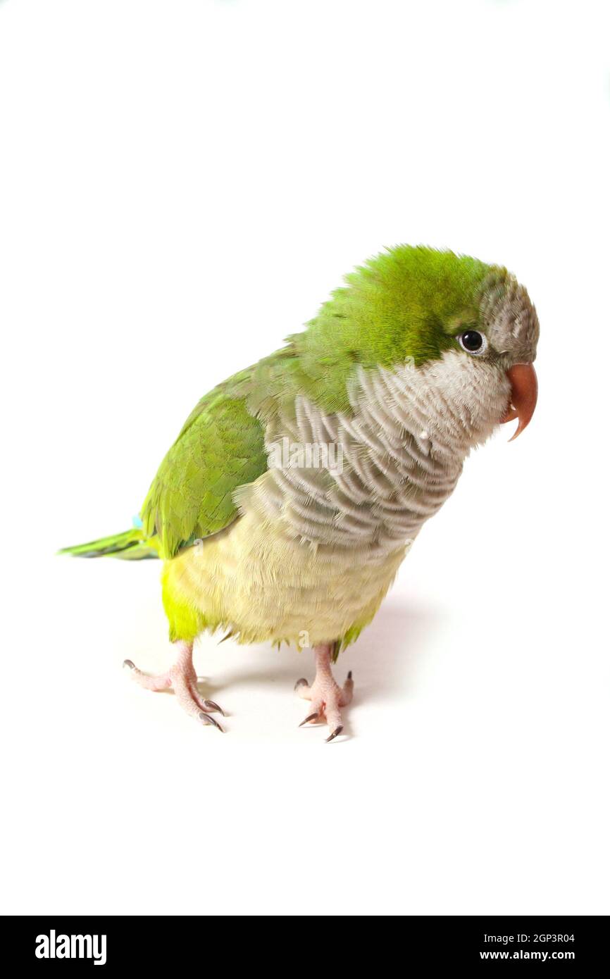 Quaker Parrot Isolated on White Background Stock Photo - Alamy