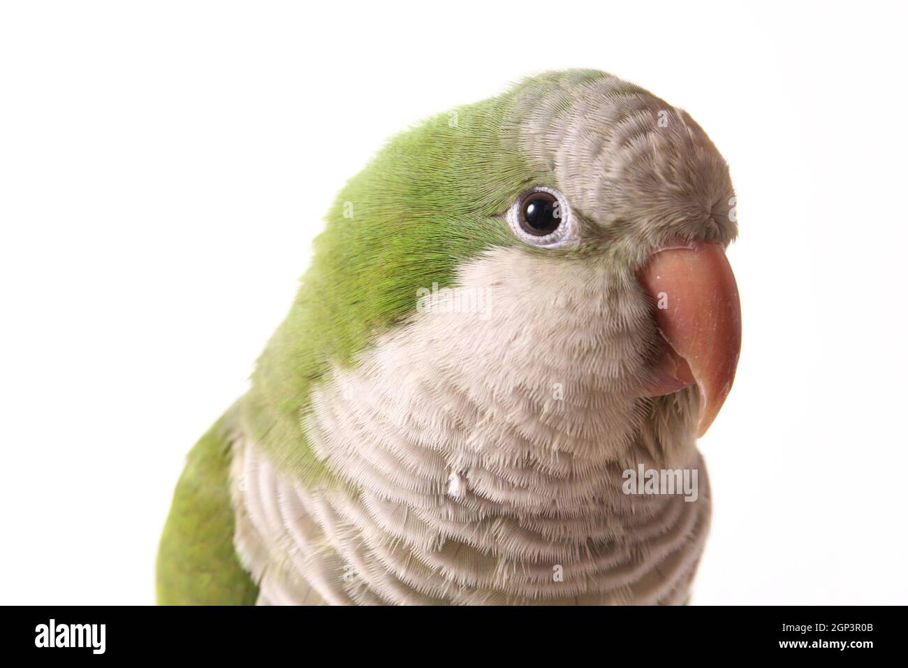 Quaker Parrot Isolated on White Background Stock Photo - Alamy