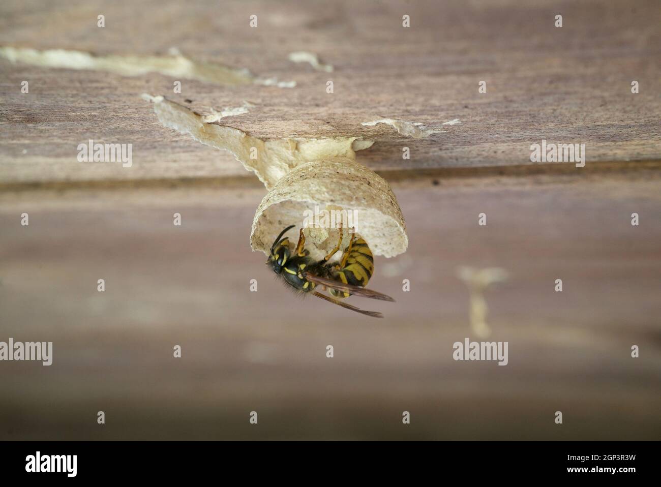 Queen wasp early stages of building a nest in garden shed UK. Queen ...