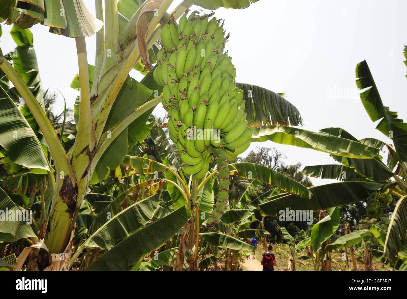 Growing bananas in india hi-res stock photography and images - Alamy