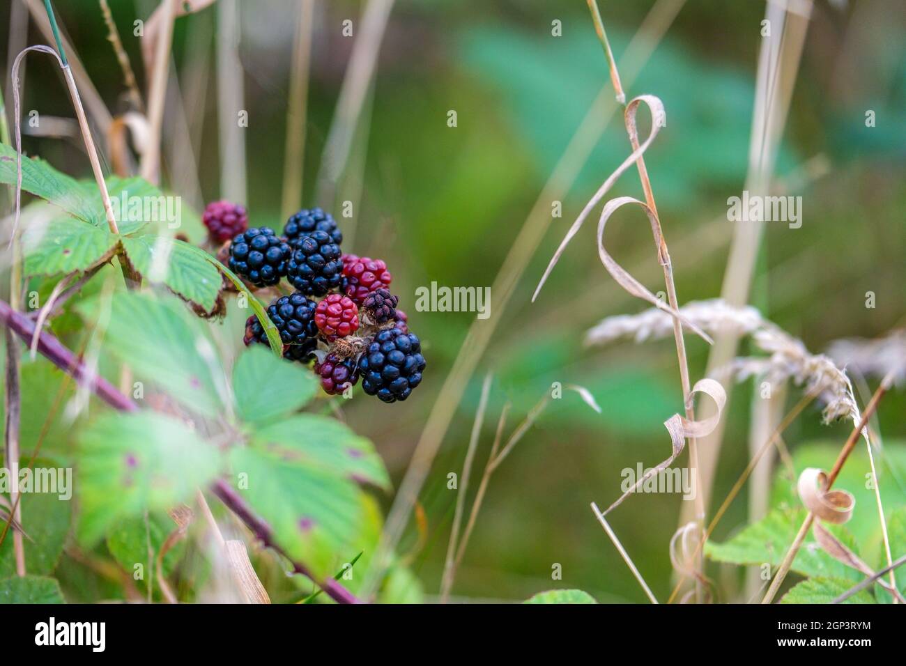Brambles hi-res stock photography and images - Alamy