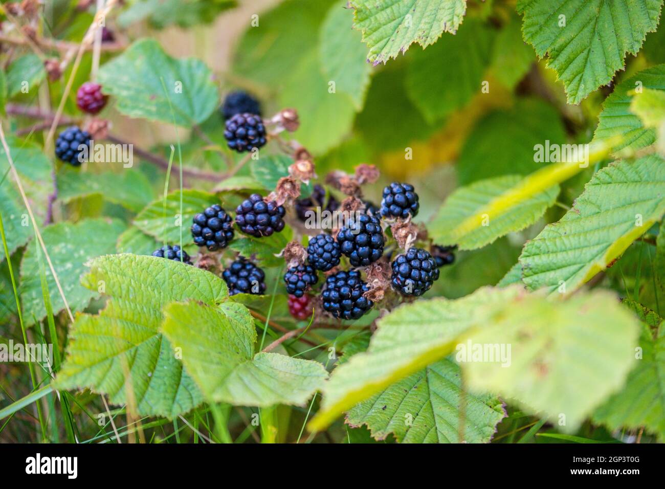 Brambles hi-res stock photography and images - Alamy