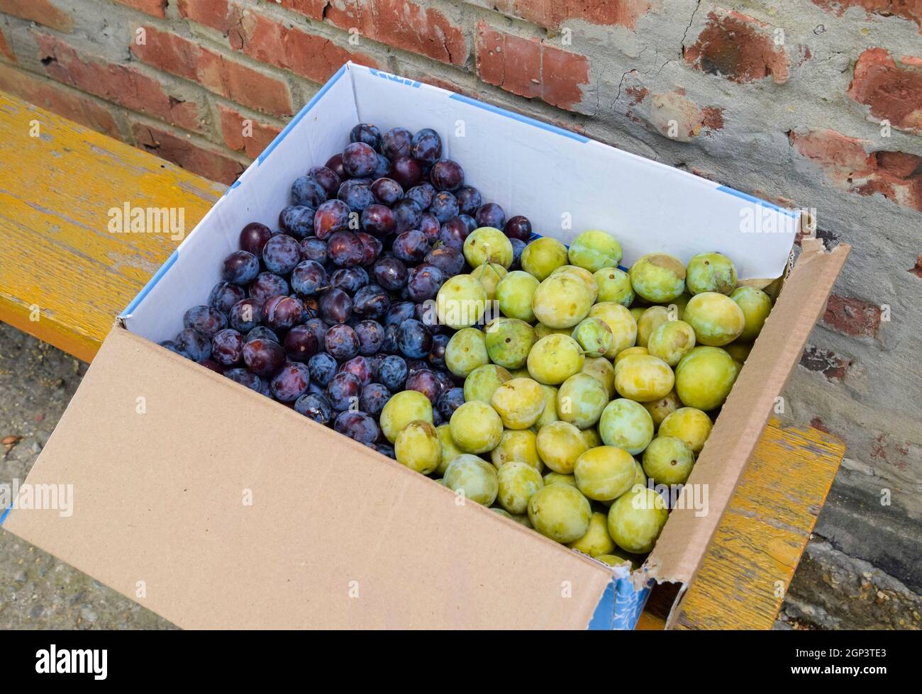 Cardboard box with plums. Plum blue and yellow Stock Photo - Alamy