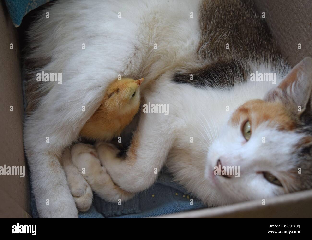 Cat warms chicken. Cat takes a chicken for her cub Stock Photo - Alamy