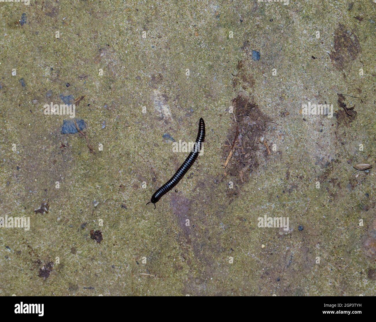 Millipede Reproduction High Resolution Stock Photography and Images - Alamy