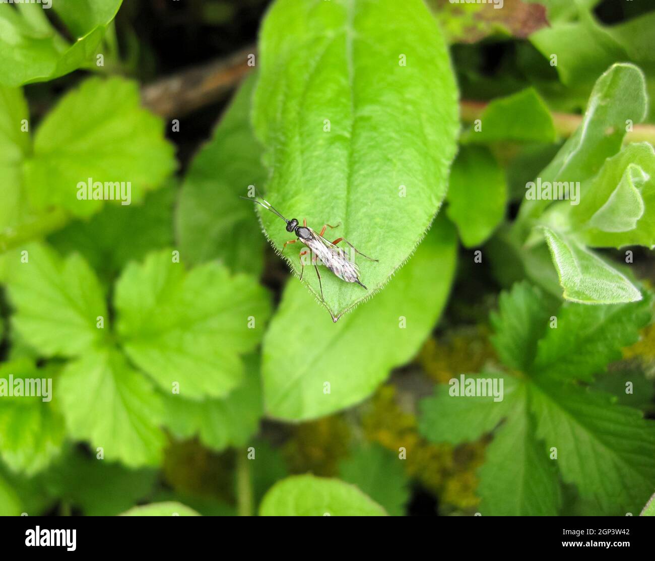 a Ichneumonidae. a real rider Hymenoptera insect Stock Photo - Alamy