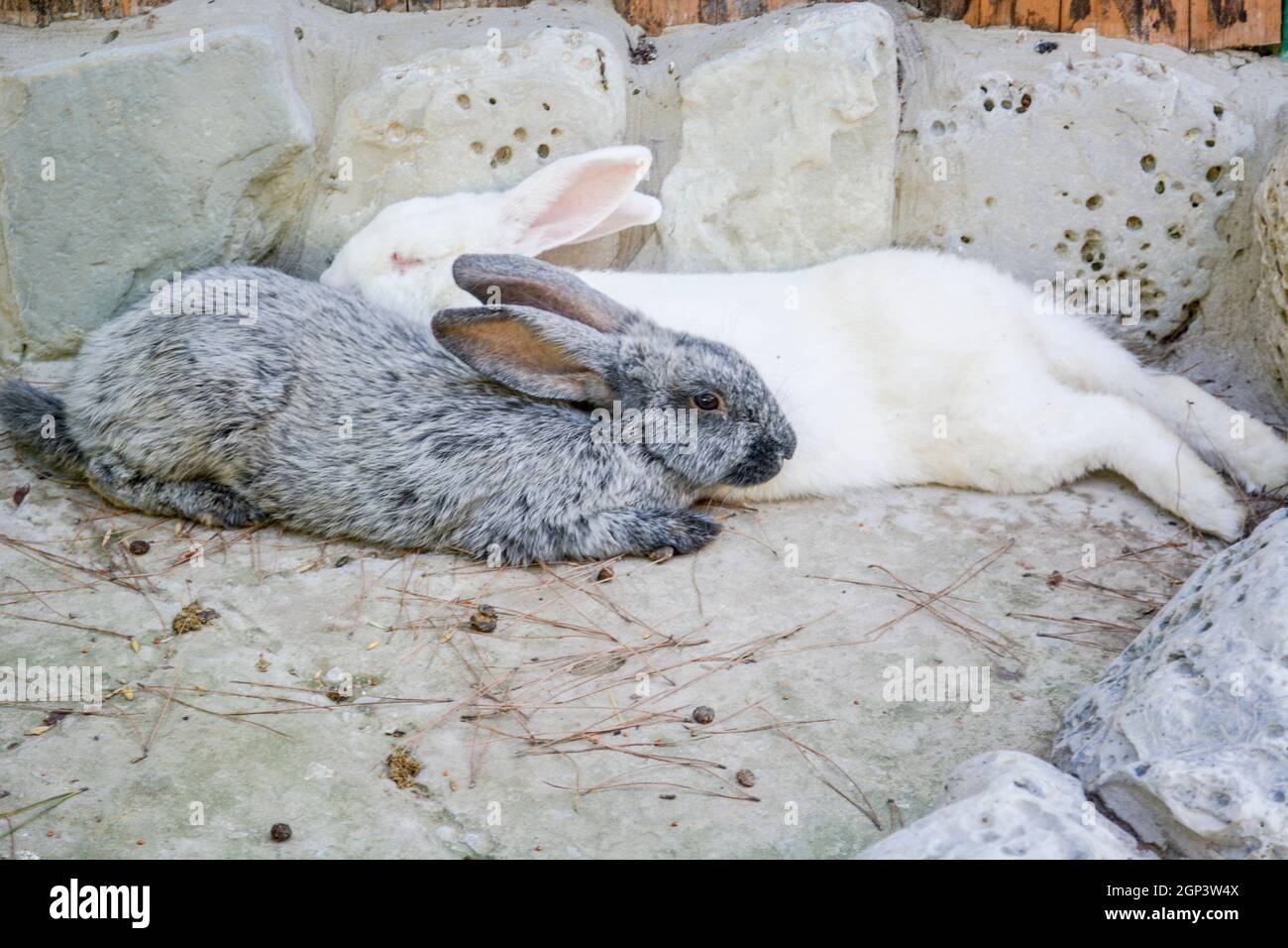 Two pet rabbits resting in hi-res stock photography and images - Alamy