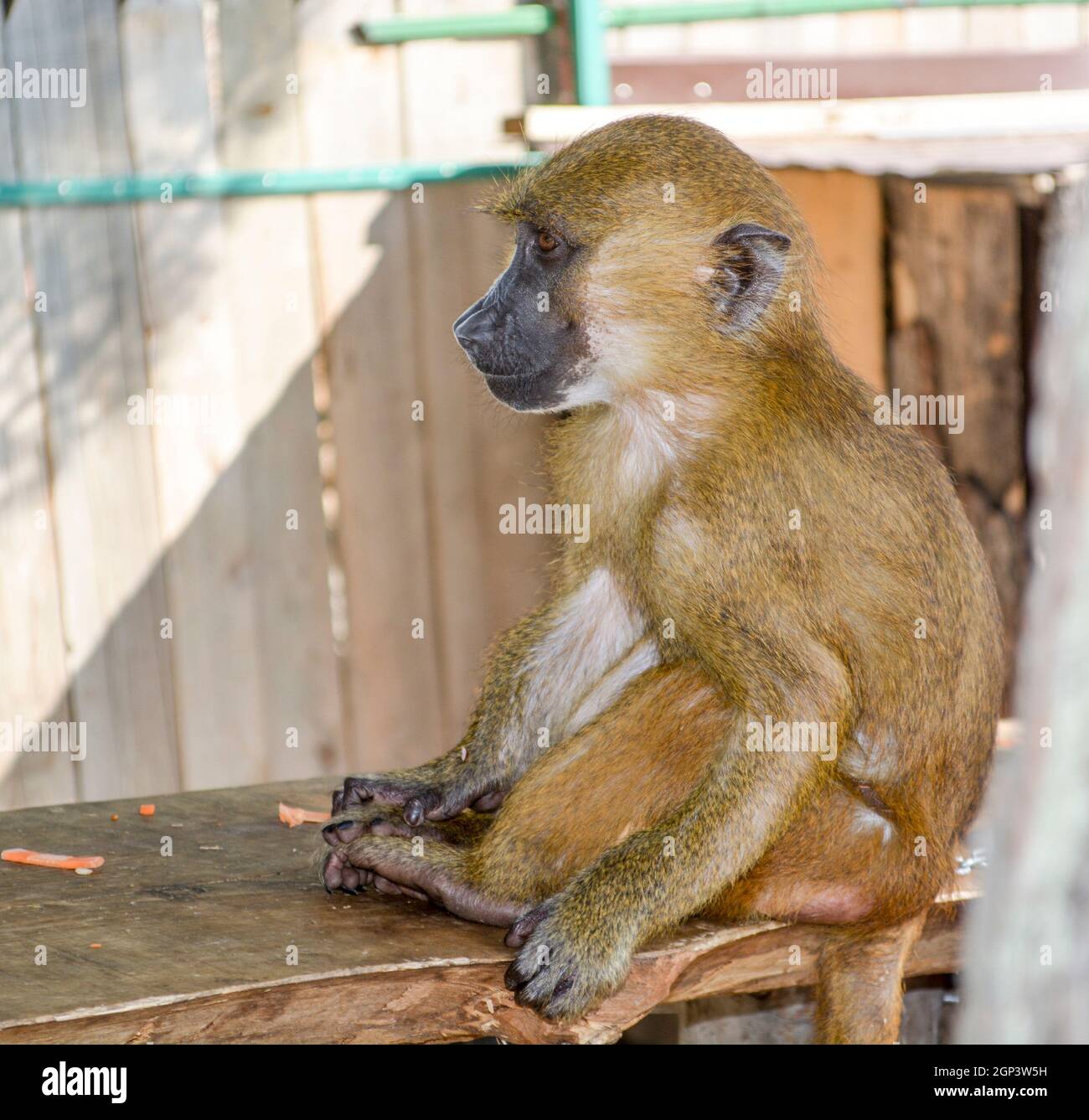 Monkey in the zoo. small brown monkey Stock Photo - Alamy