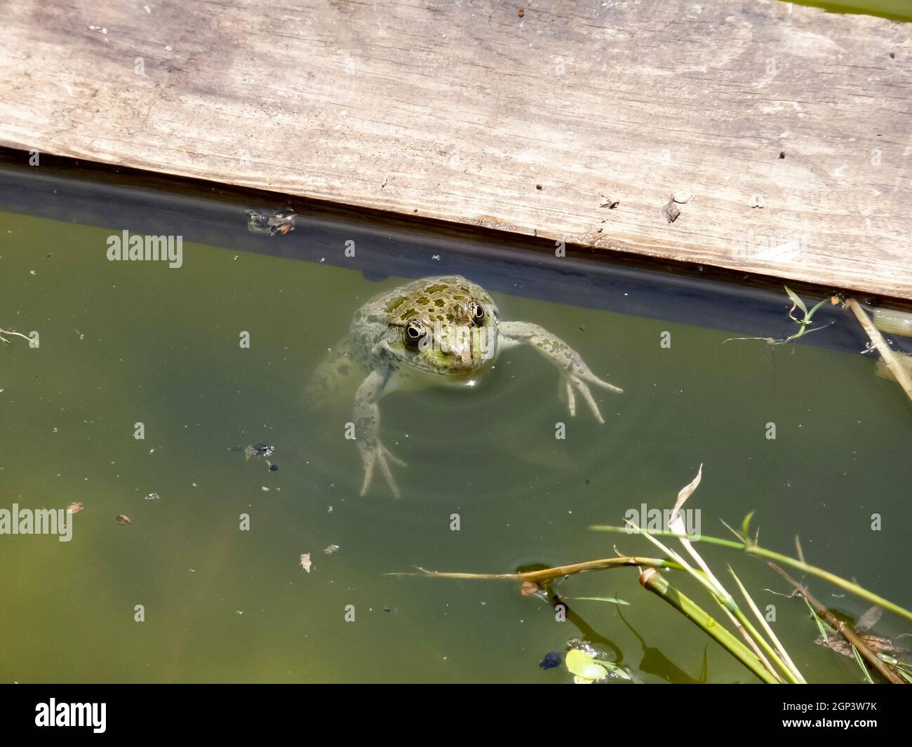 The Green Frog. The amphibian frog is ordinary Stock Photo - Alamy