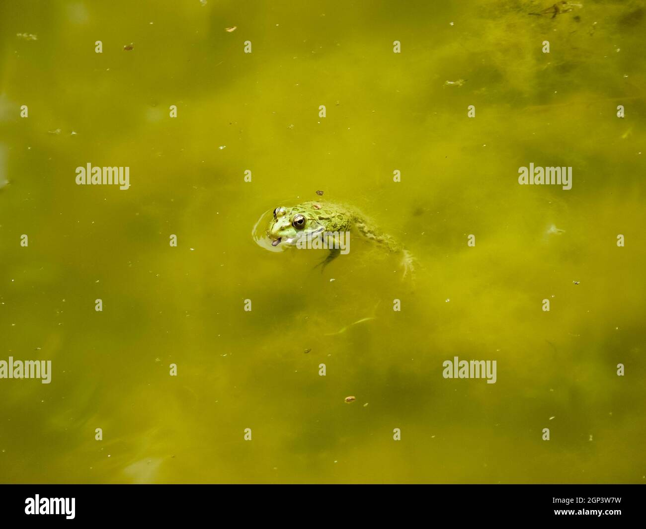 The Green Frog. The amphibian frog is ordinary Stock Photo - Alamy