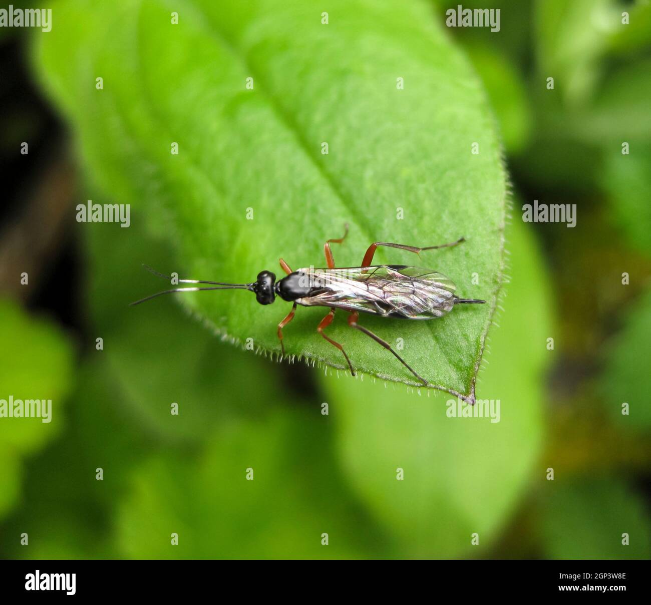 a Ichneumonidae. a real rider Hymenoptera insect Stock Photo - Alamy