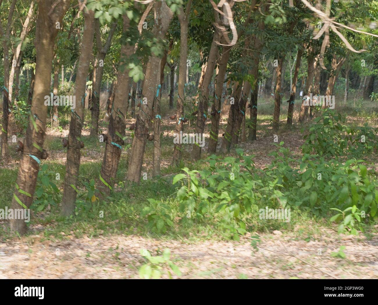 Caoutchouc trees hi-res stock photography and images - Alamy