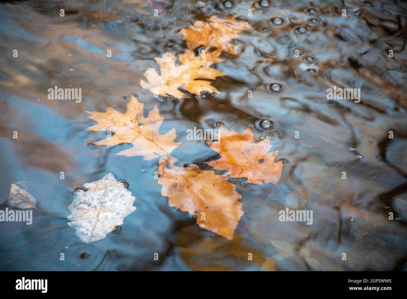Leaves float downstream with bubbles in a forest stream with gentle ...