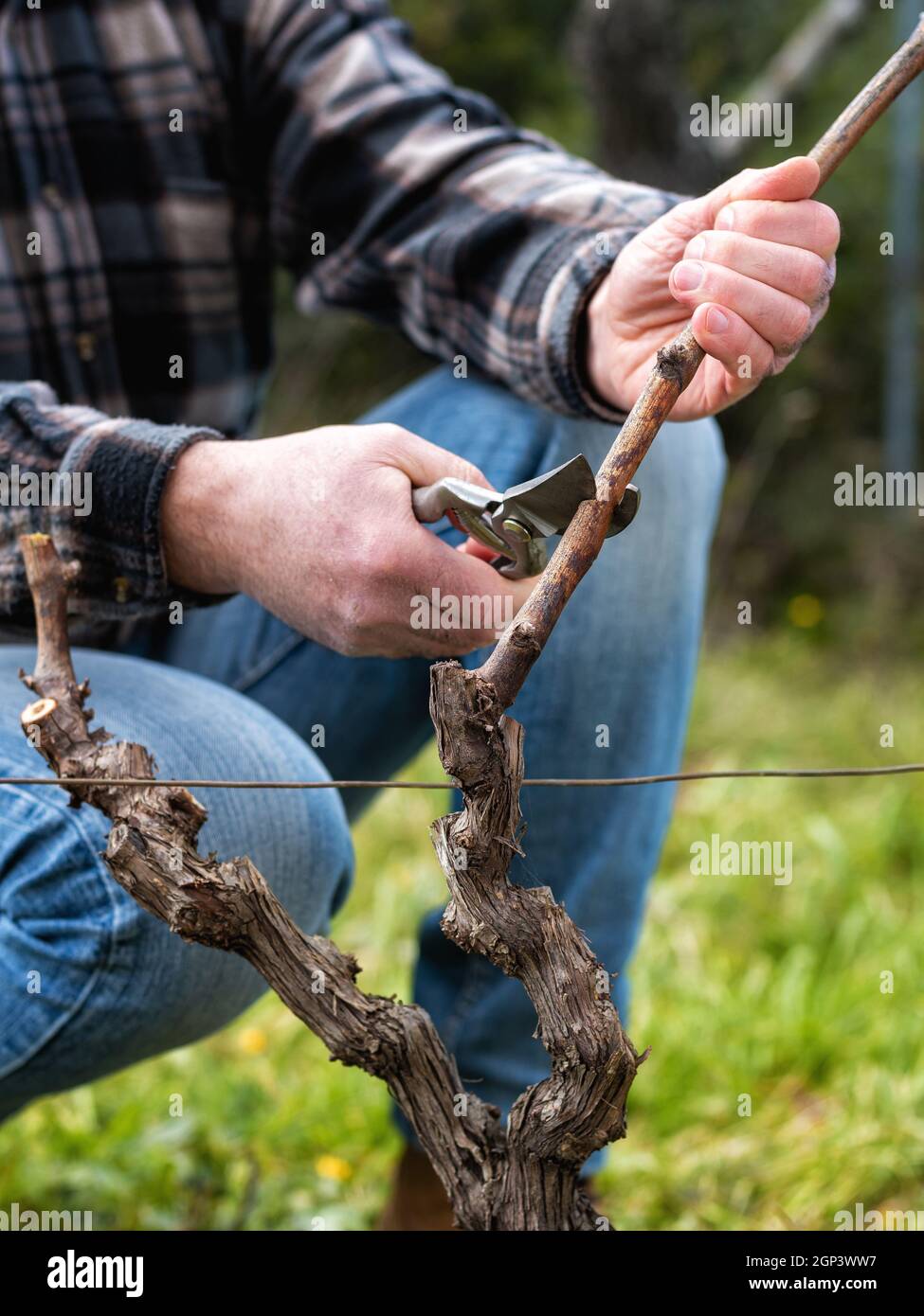 Close-up of a winegrower hand. Prune the vineyard with professional ...