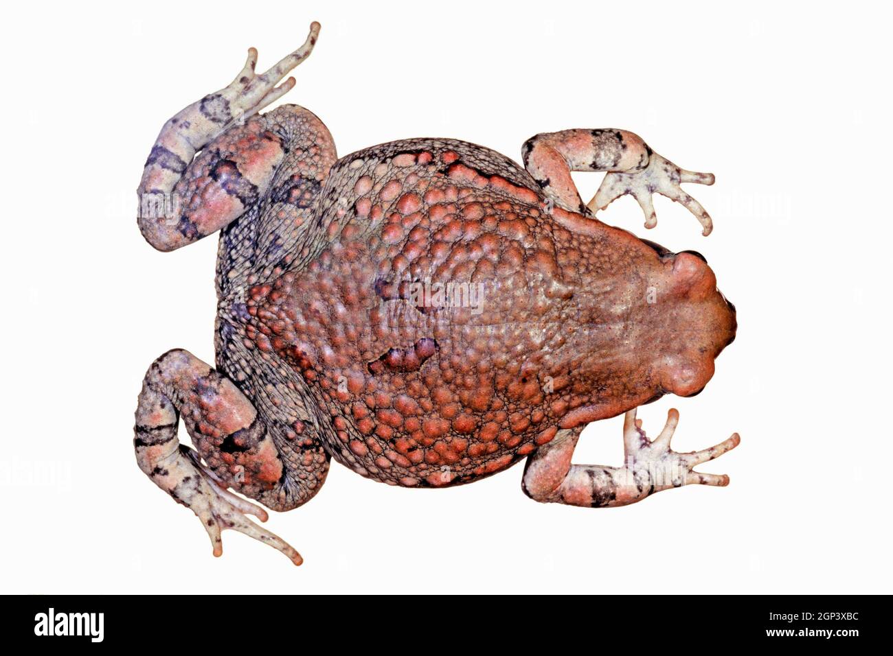 Top view of an African red toad (Schismaderma carens) isolated on white ...