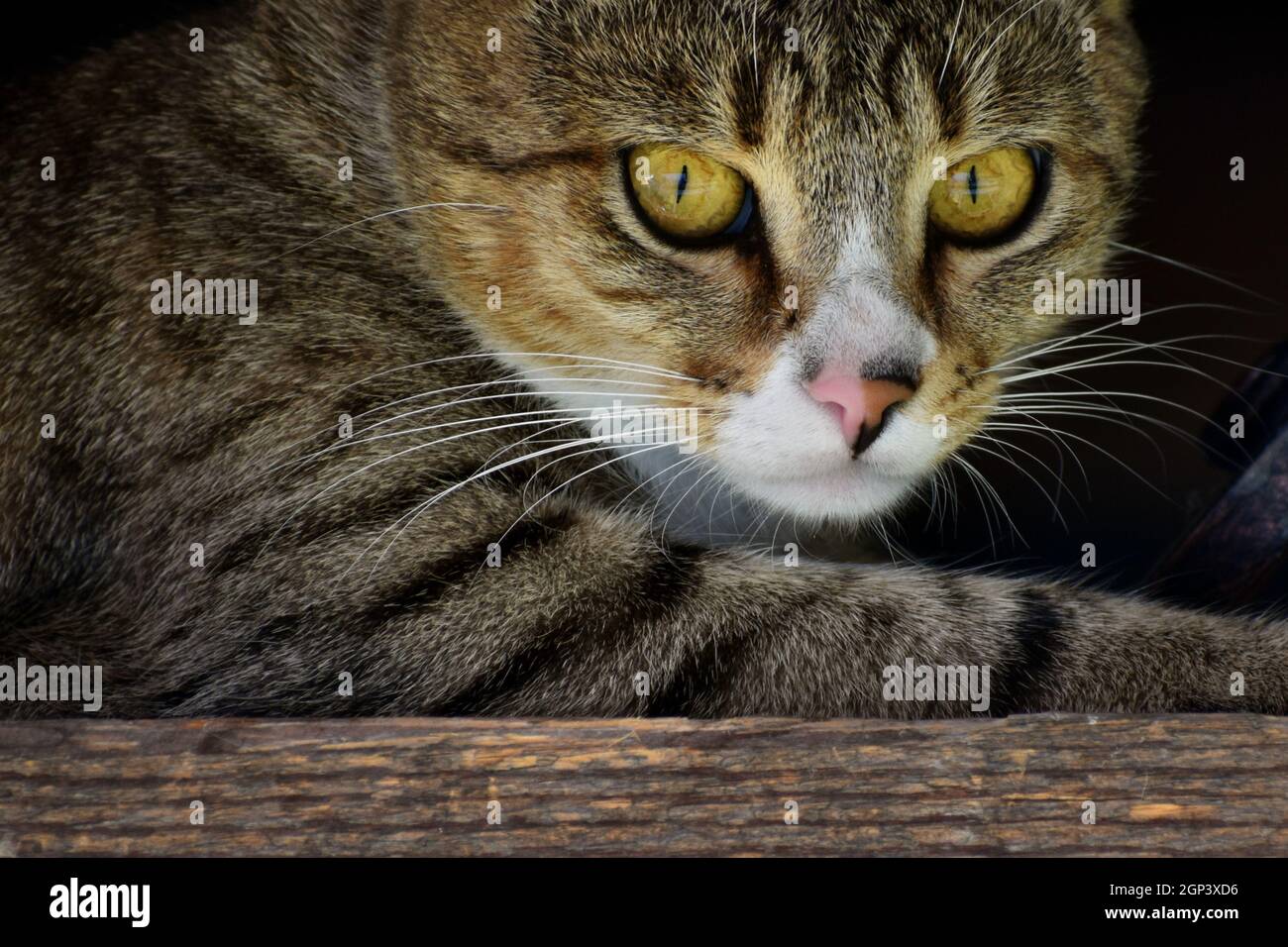 Close up of cats head hi-res stock photography and images - Alamy